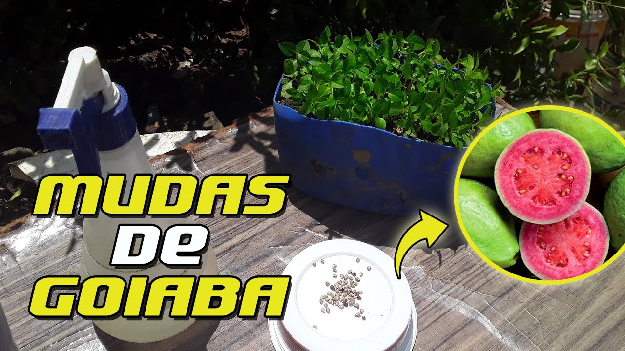 Como Plantar GOIABA VERMELHA Através das SEMENTES | APRENDA COMO ...
