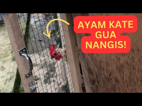 AYAM KATE GUA BENERAN NANGIS! (NAMBAH AYAM KATE BARU)