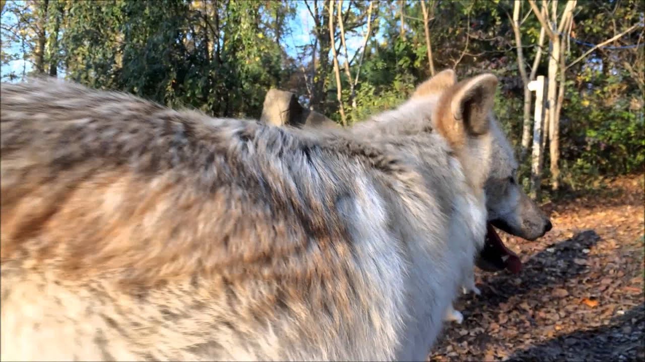 Sibling Wolf Chatter - YouTube