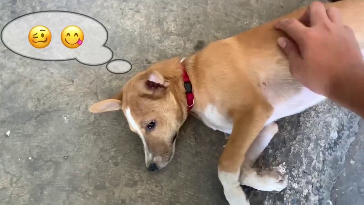 Charlie Poops #3 - YouTube