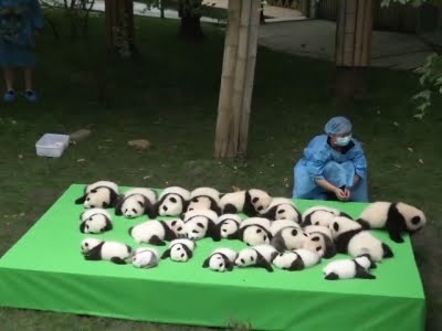 Raw: Panda Pandamonium Erupts in Chungdu, China - YouTube