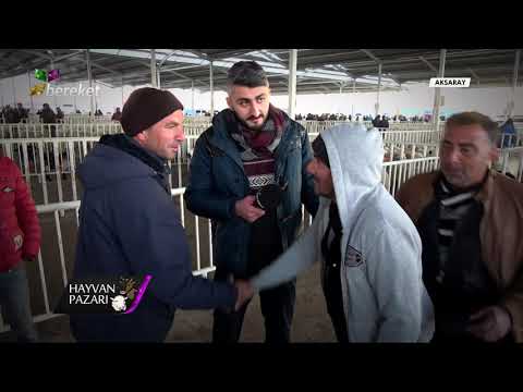 Hayvan Pazarı - Malta Kırması Keçi  Fiyatı / Aksaray