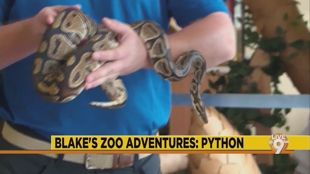 Jackson Zoo Adventures: Python - YouTube