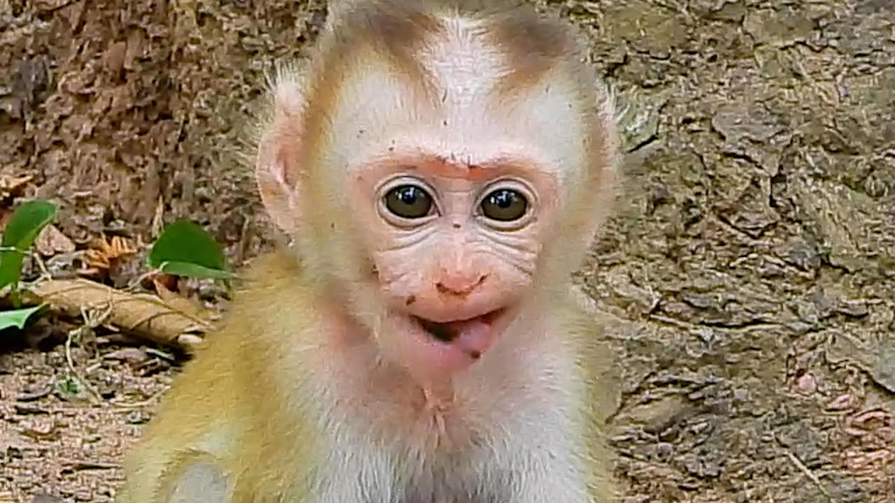 Wow ! Know Smiling So Much Cute Baby Monkey - YouTube