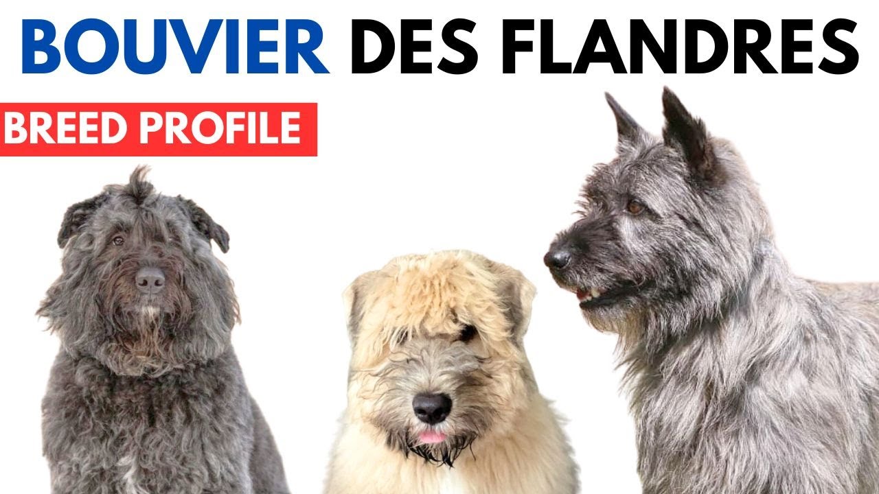 Bouviers des Flandre Breed Profile History - Price - Traits - Bouviers ...