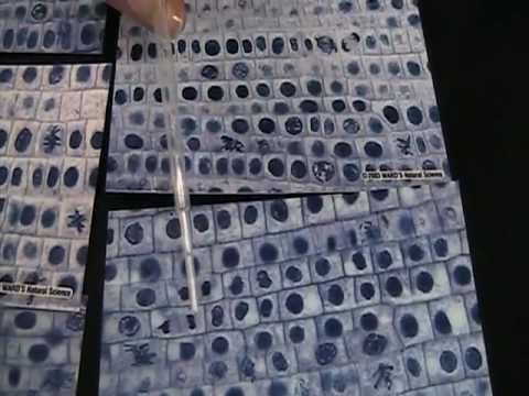 identifying cells in mitosis stages - YouTube