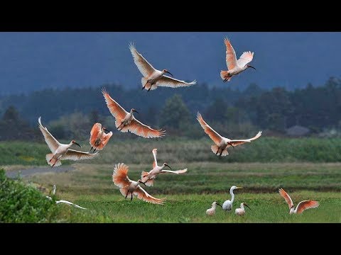 Rare crested ibis spotted in NW China - YouTube
