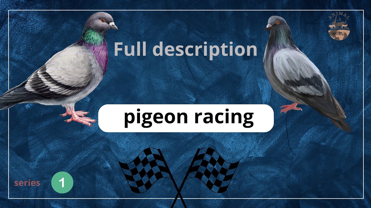 pigeon series 1 :Full definition of pigeon racing - YouTube