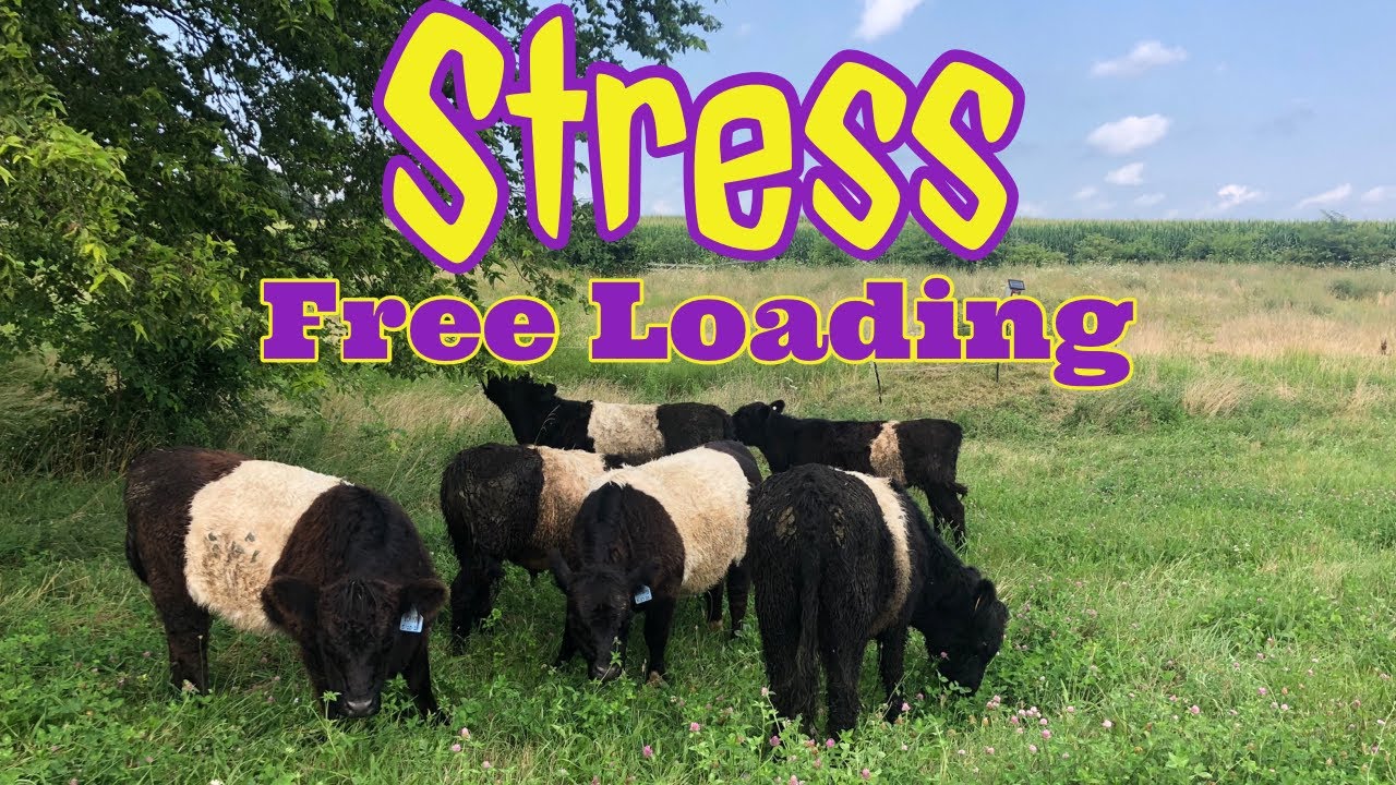 Loading Cattle Into A Trailer Easy - YouTube