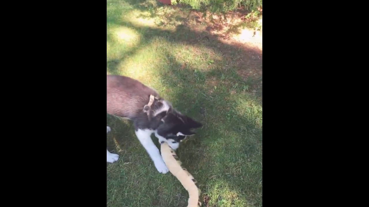 Playing husky with my toy. Snake - YouTube