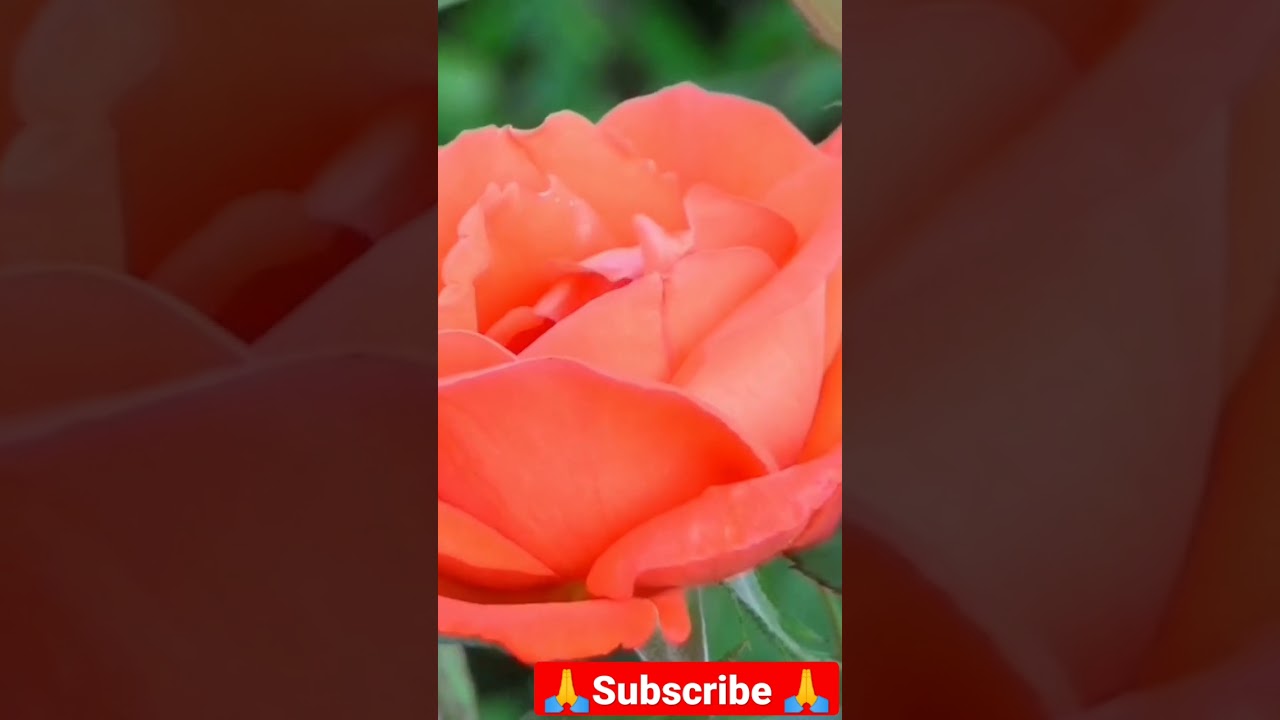 Rose status natural status nature status morning status flowers status ...