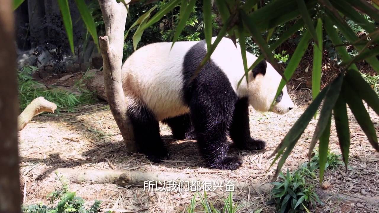 Making Pandas Mandarin Trailer - YouTube