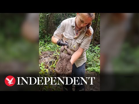 'Toadzilla': Huge cane toad weighing 2.7kg discovered in Australia ...
