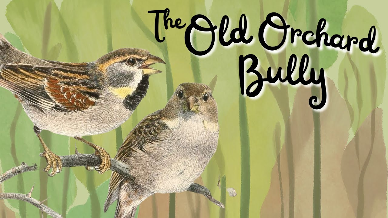 Burgess Bird Book Chapter 2: The Old Orchard Bully - YouTube