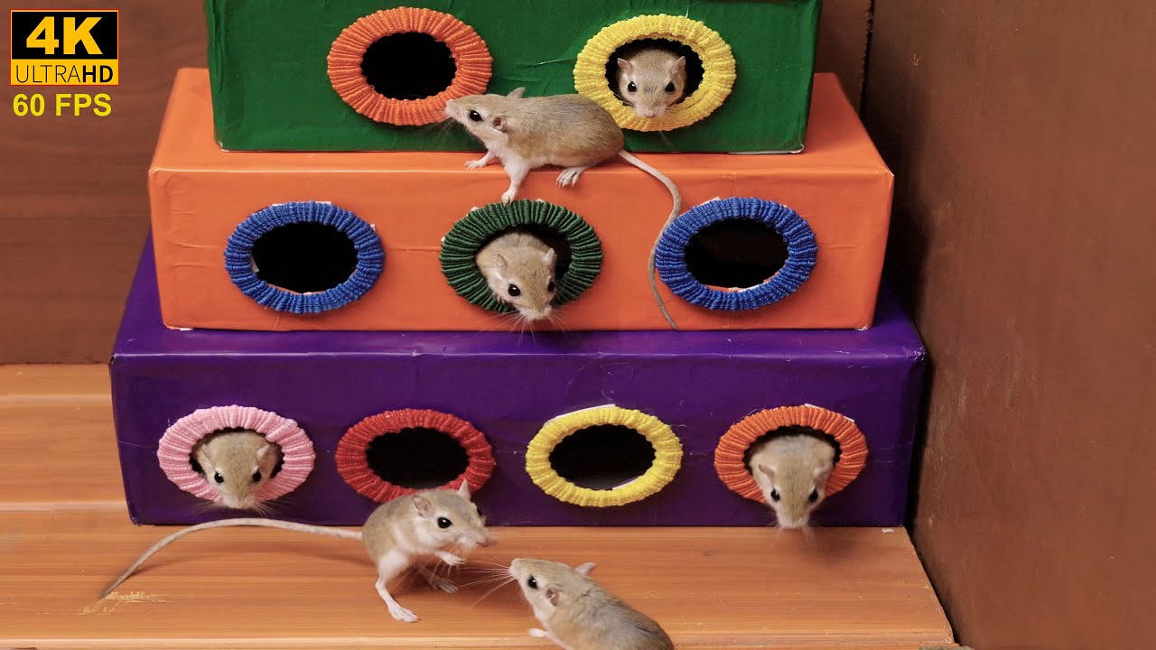 Cat TV Games: Mouse Hide & Seek & Chase Fun on Screen for Cats | Cat ...
