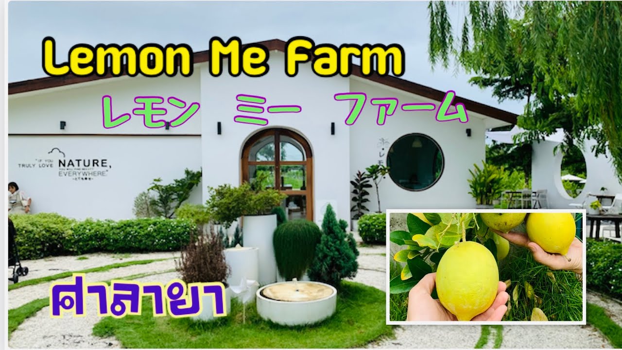 Lemon Me Farm レモンミーファーム เลมอน มี ฟาร์ม เลมอนช่วงนี้ออกลูกเพียบบบบ ลูก ...