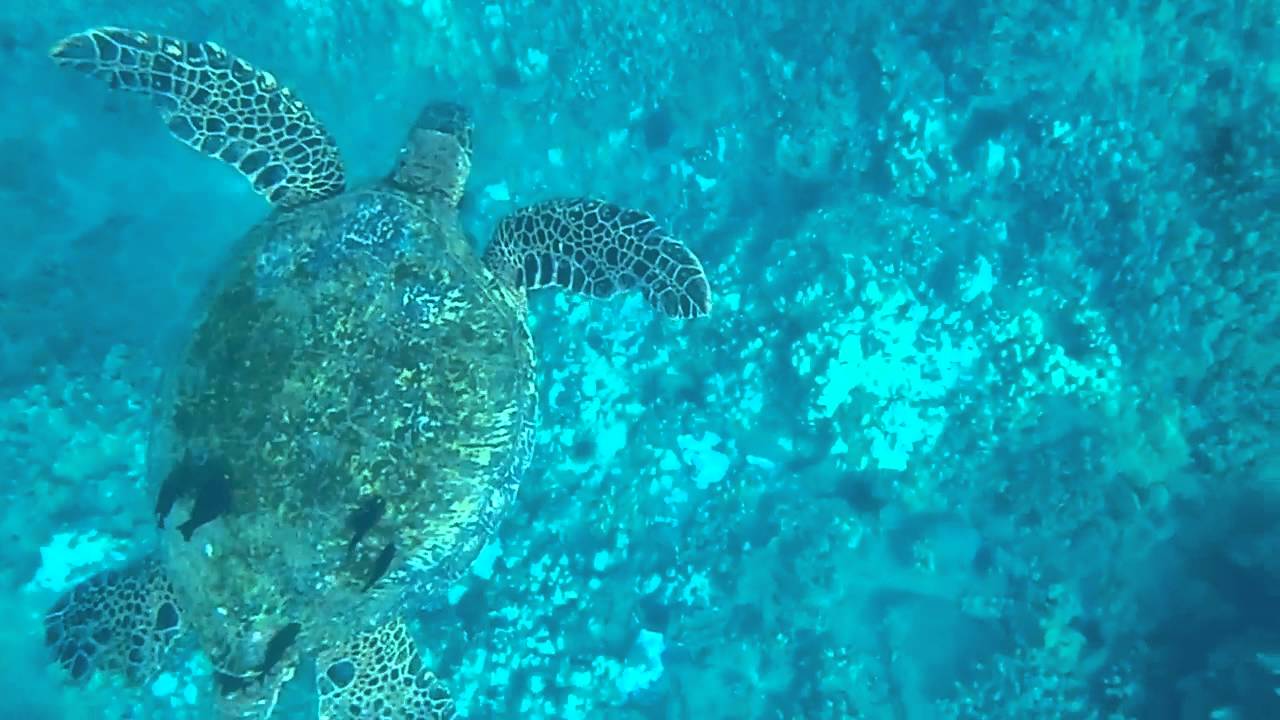 Dancing Turtles.MP4 - YouTube