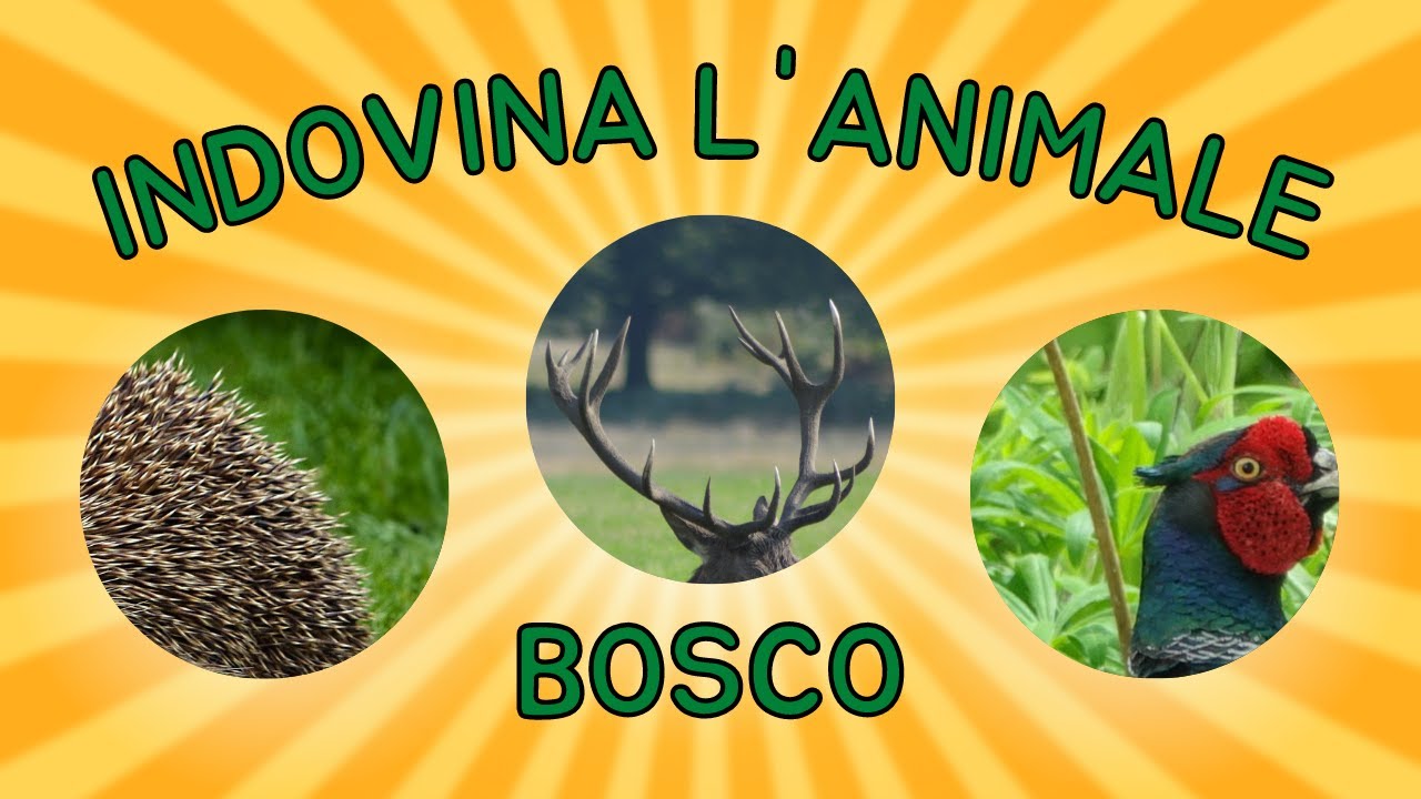 🌲 Animali del Bosco - Indovina l'Animale dal Particolare - Quiz 🌲 - YouTube