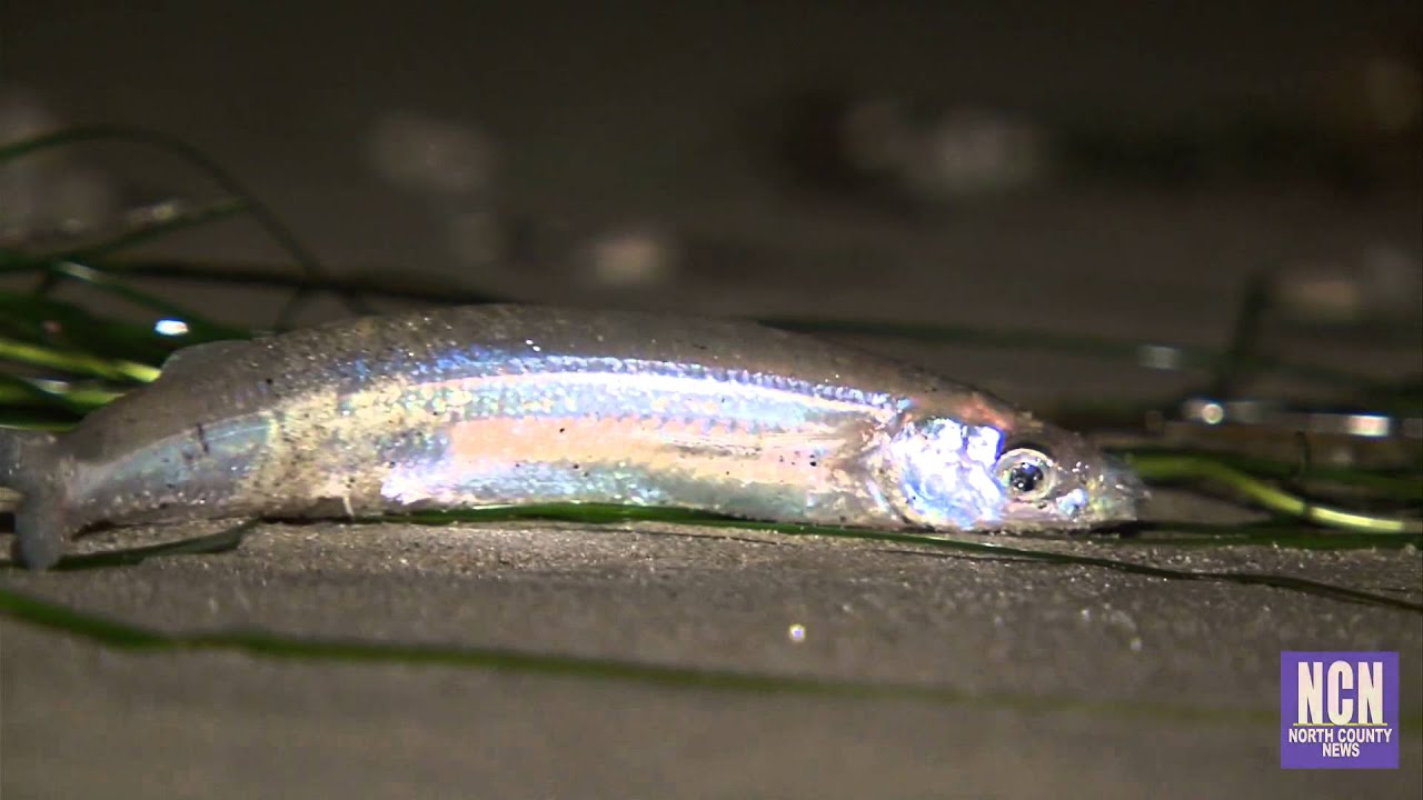 North County News: Grunion Run - YouTube