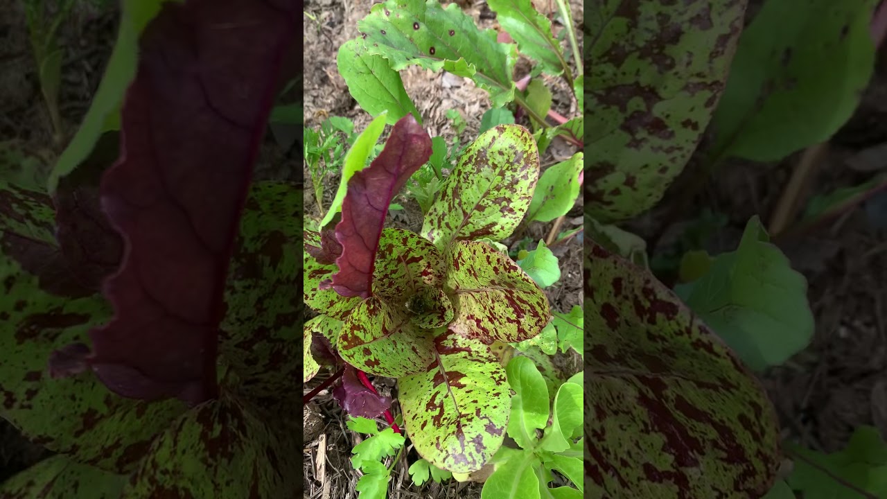 Forest Vegetable Gardening - YouTube