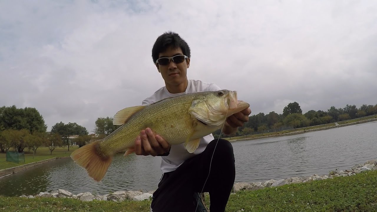 5 Lb Bass Caught From A Small Pond YouTube 5 Lb Bass Caught From A Small Pond YouTube