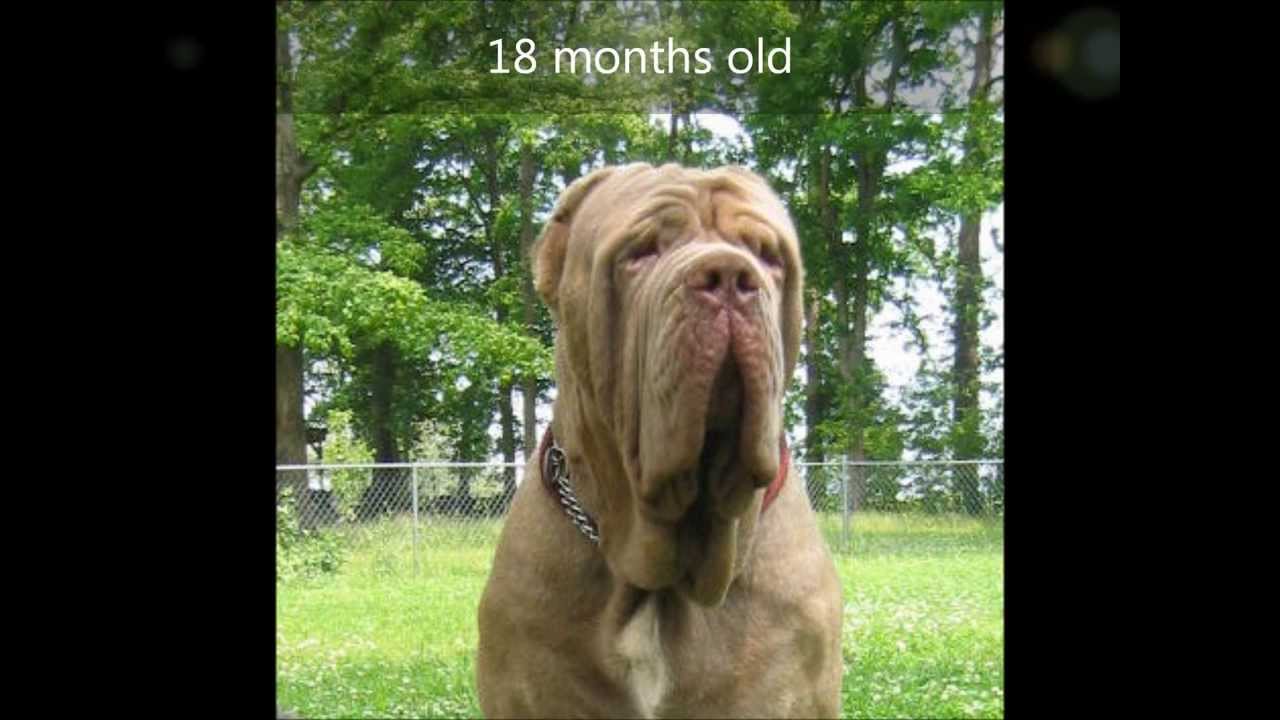 Tawny dog Mastino Wild Child Sunkissed Walker Neapolitan Mastiff - YouTube