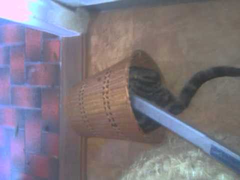 My fucking stupid cat part2