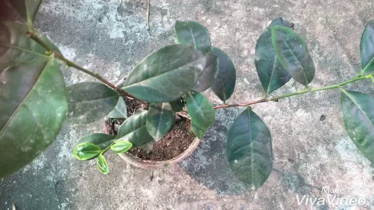 Tea plant camelia sinensis var. assamica - YouTube