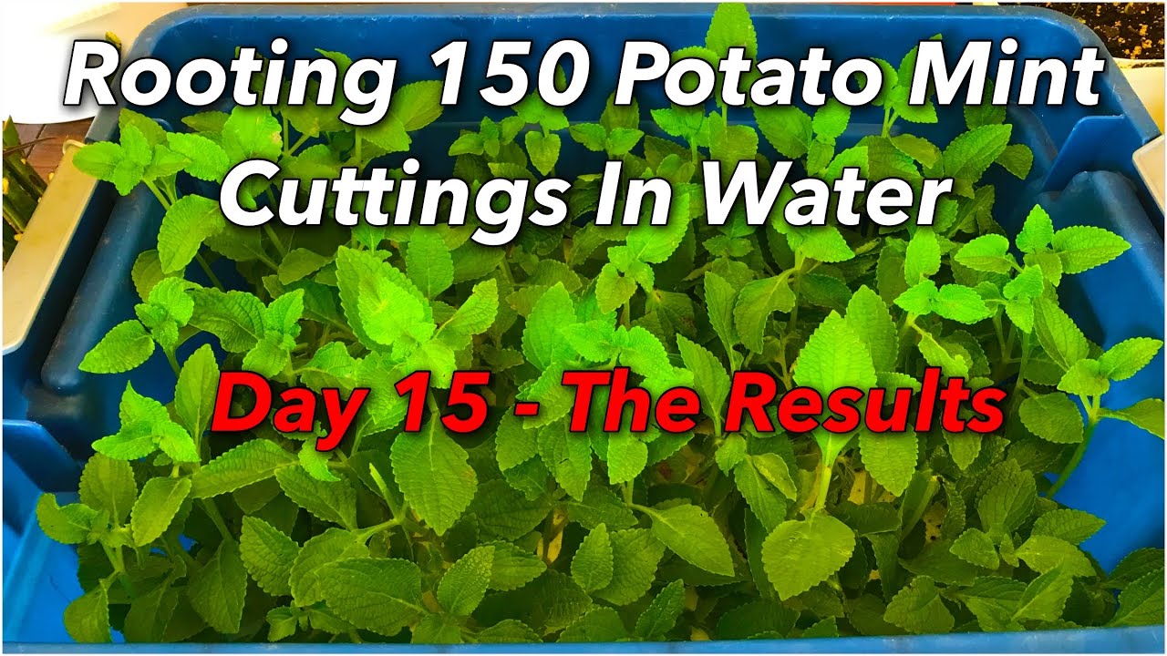 Rooting 150 Potato Mint Cuttings In Water | Day 15 | The Results - YouTube