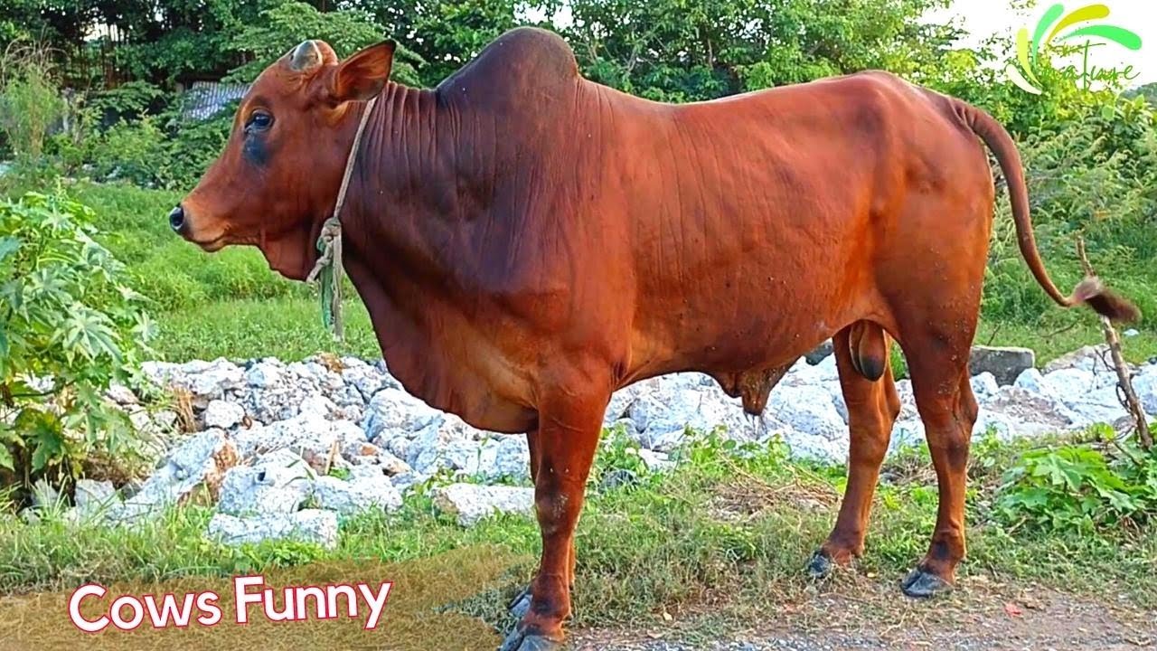 Cows Funny Cute Video 🔴 Cute and Funny Cow sound Videos Compilation ...