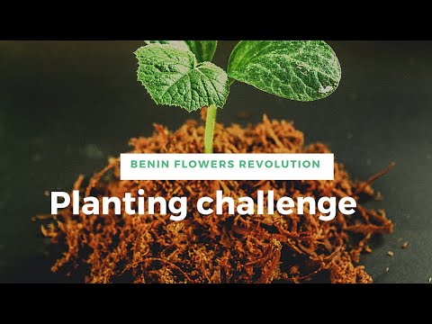 Planting challenge - YouTube