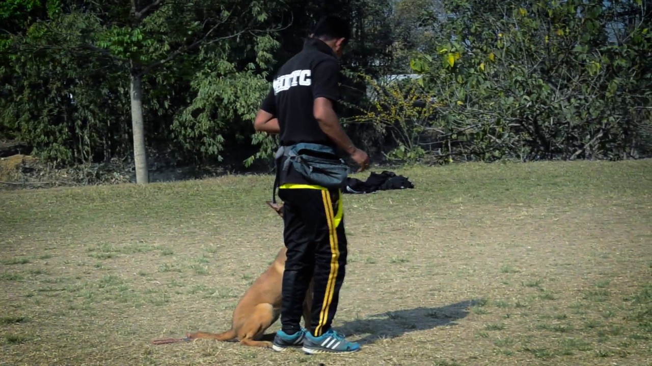 Belgian Malinois training - YouTube