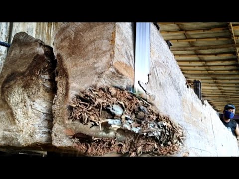 The dangerous reckless action of an operator sawing super old wood
