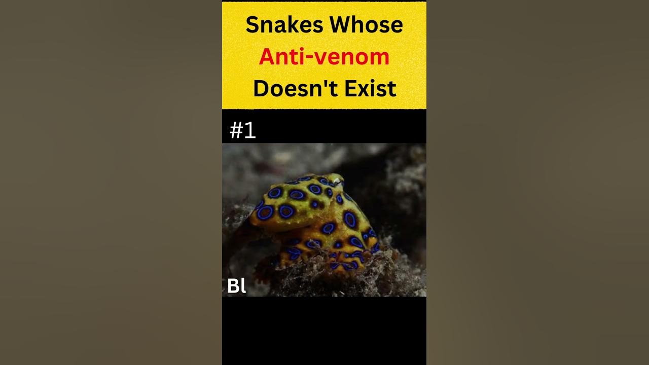 Snakes Whose Anti venom Doesn't Exist 🤔 - Facts Related To Snake ...