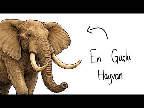 Eğer Bir Fil Olarak Doğsaydın?