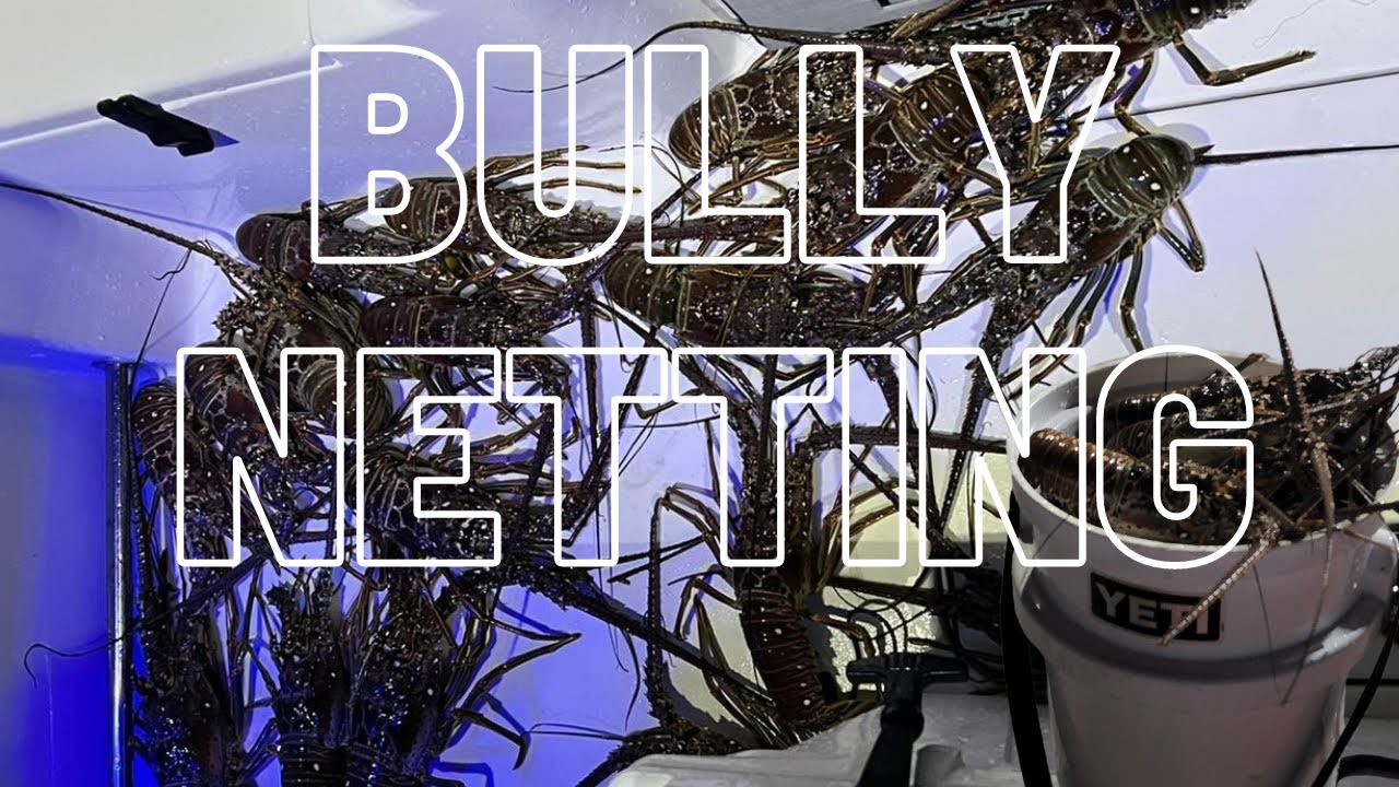 Bully Netting Lobster - How to - Mini Season- Limited out! - YouTube