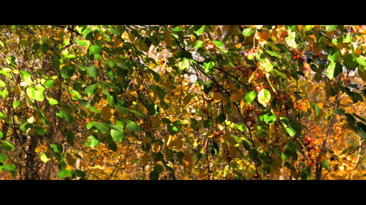 Autumn Colours in Edmonton's Mill Creek Ravine - YouTube