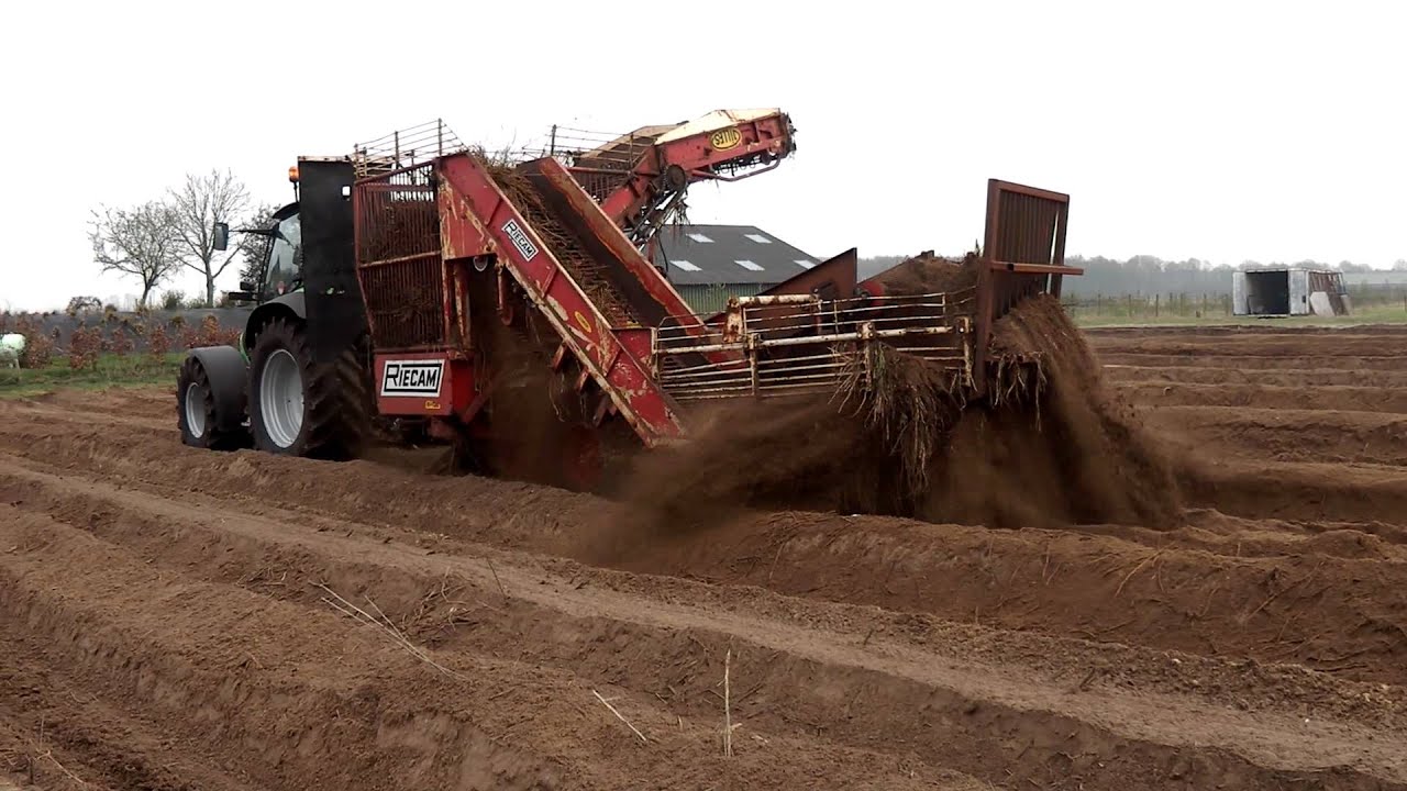 oude asperge planten rooien - YouTube