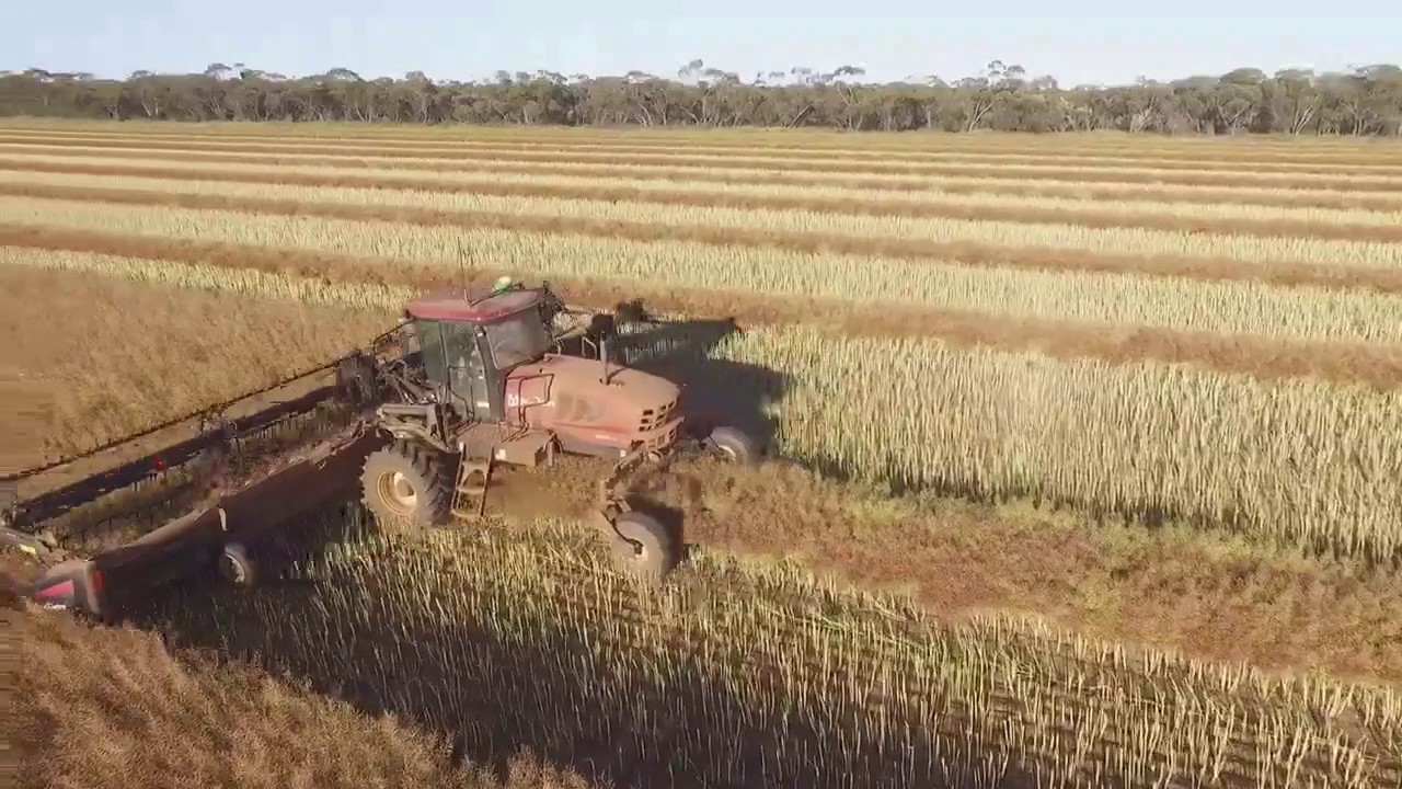 Windrowing canola 2016 - YouTube