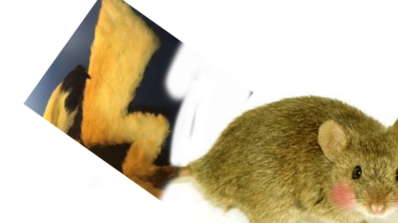Real life pikachu - YouTube