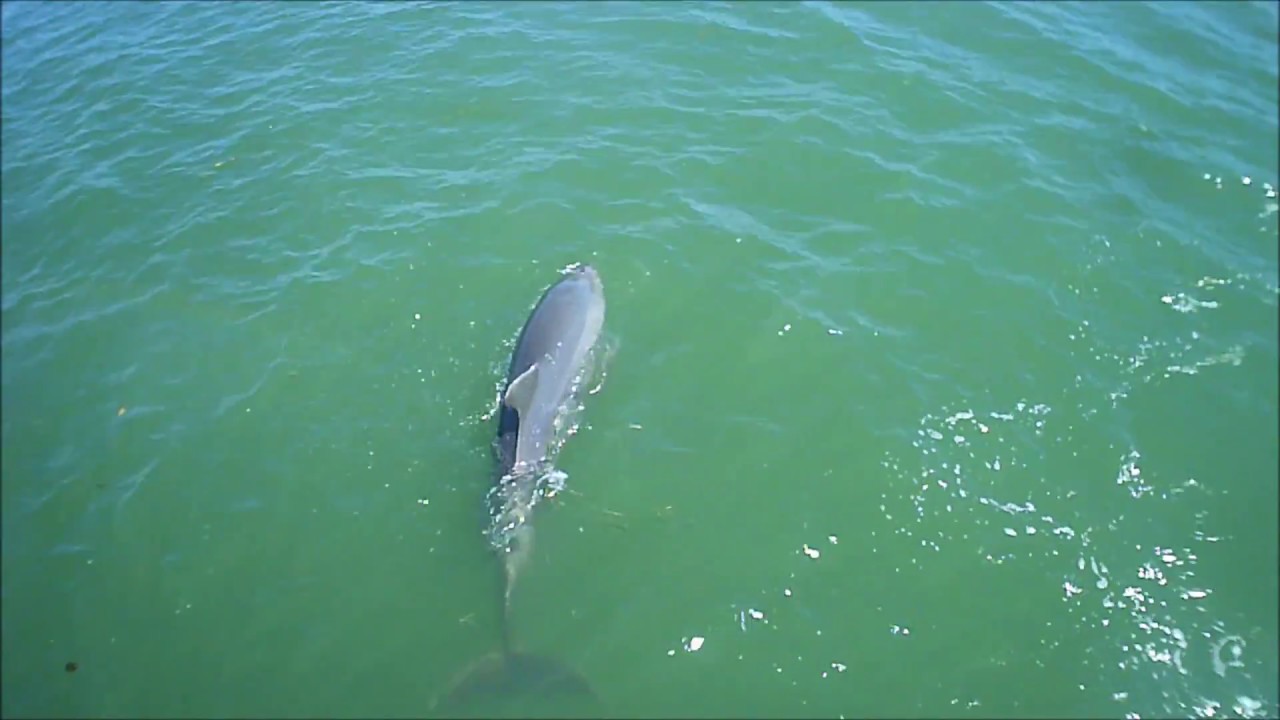 Pier Fishing Lemon Bay! - YouTube