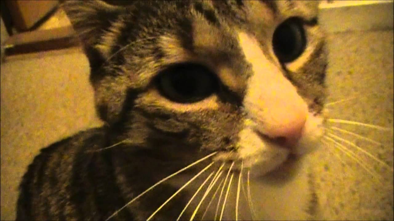 Cat Attacks Video Camera - YouTube