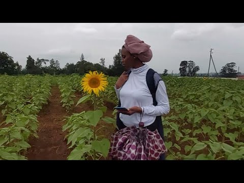 Field Visit at Holeta Agricultural Research Center (HARC) - YouTube
