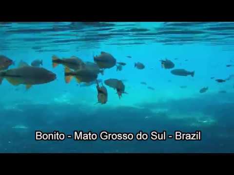 Bonito - River Snorkeling - Brazil - YouTube