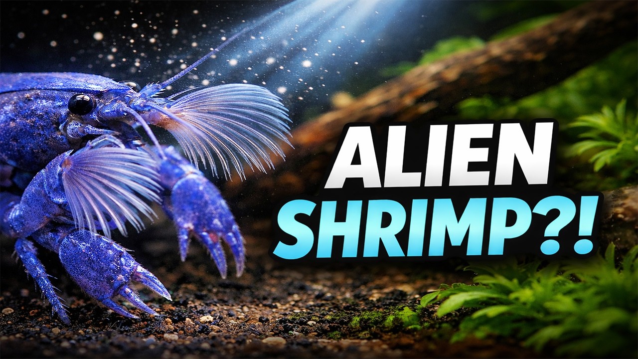 Giant Fan Shrimp Vampire Shrimp Feeding in My Tropical Aquarium | Alien ...