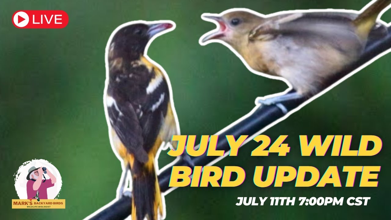 July 24 Wild Bird Update with Q&A - YouTube