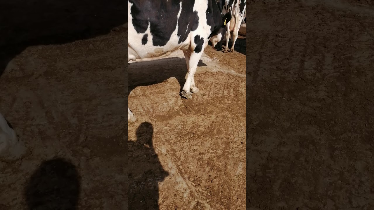 Vaca claudicando - YouTube