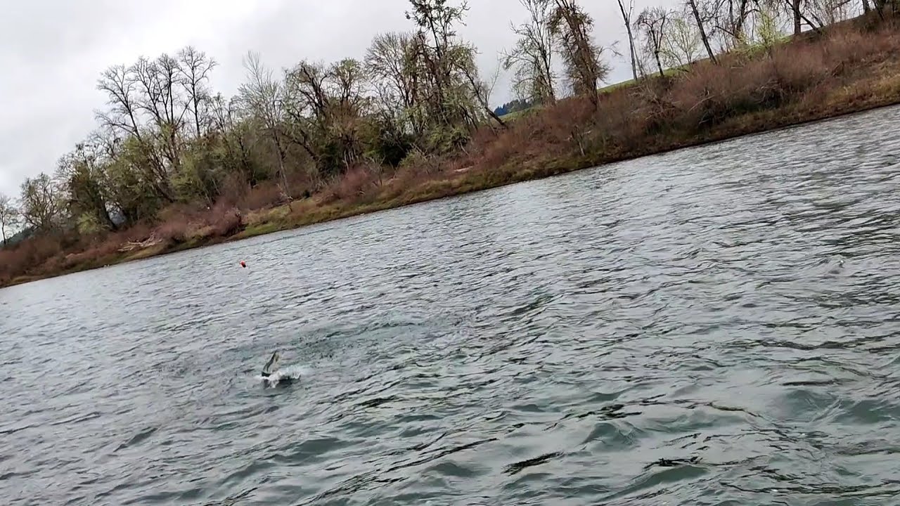 Winter steelhead fishing the PNW with Chicken Littles Guide Service ...