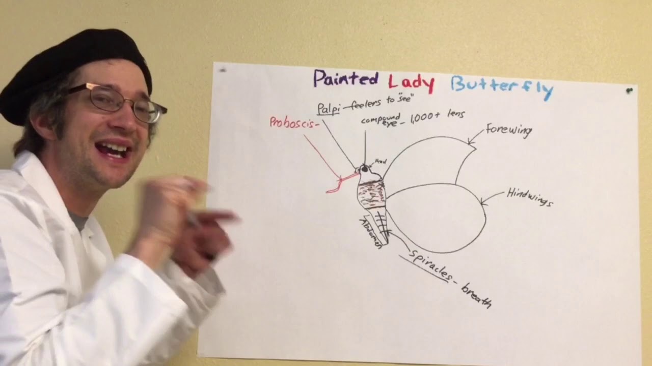 Drawing painted lady butterfly - YouTube