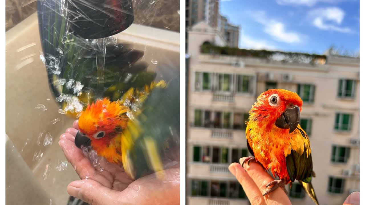 The Sun Conure is taking a bath in my hands - YouTube